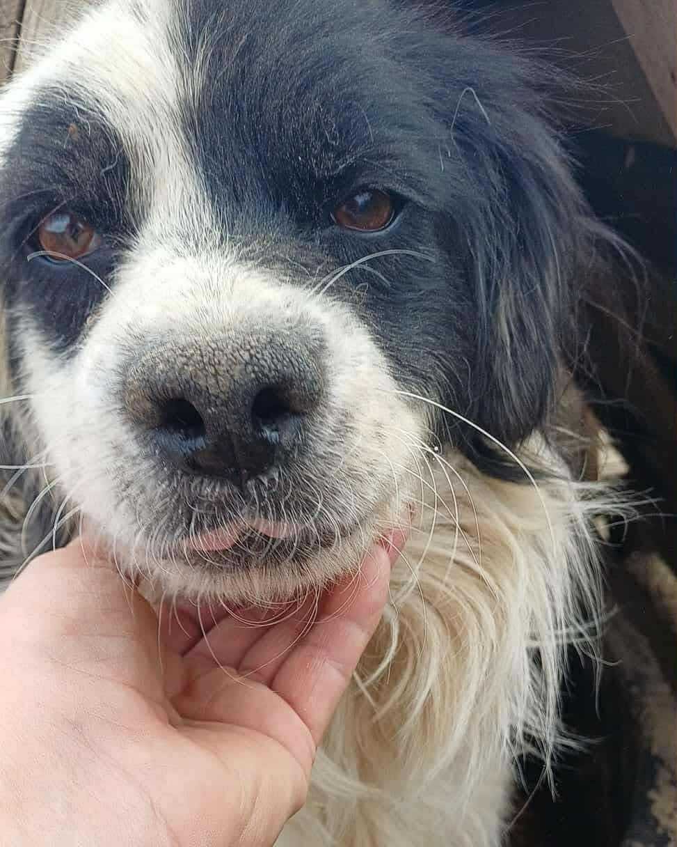 Noa (25-396) - Amazing Friends