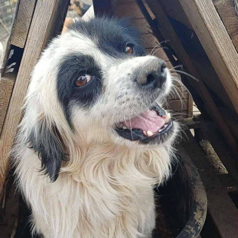 Noa (25-396) - Amazing Friends