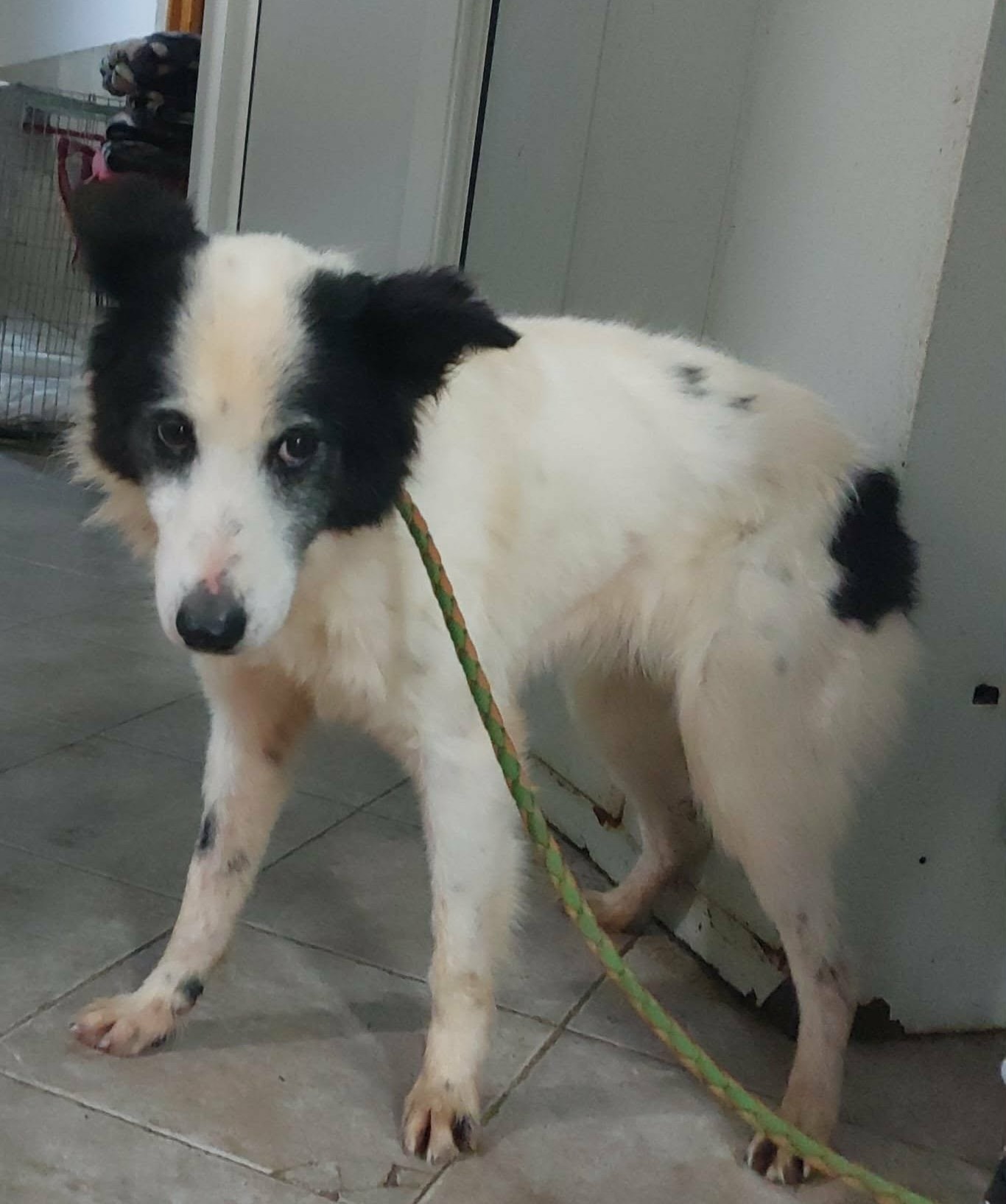 Chloe (25-421) - Amazing Friends