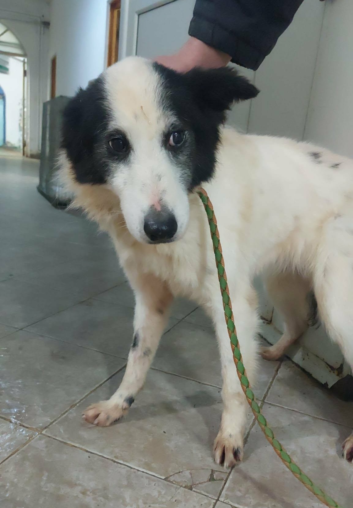 Chloe (25-421) - Amazing Friends